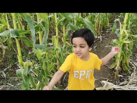 Strawberry 🍓 farm | Copas farm | Fruits and vegetables picking ...