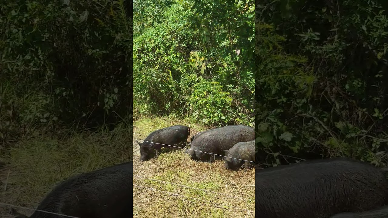 MAKING OUR PIGS A WALLOW! - YouTube