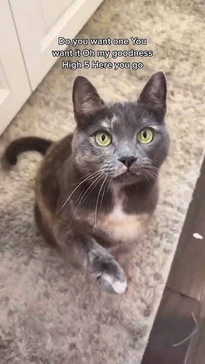 This Catnip is CRAZY GOOD! #shorts - YouTube