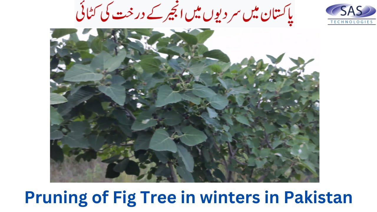 Pruning of Fig Tree in winters in Pakistan - YouTube
