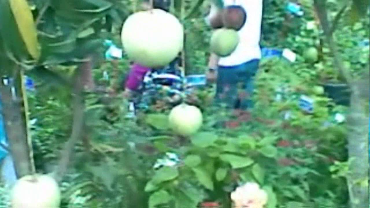 Brikkho Mela Tree Fair in Agargaon Dhaka - YouTube