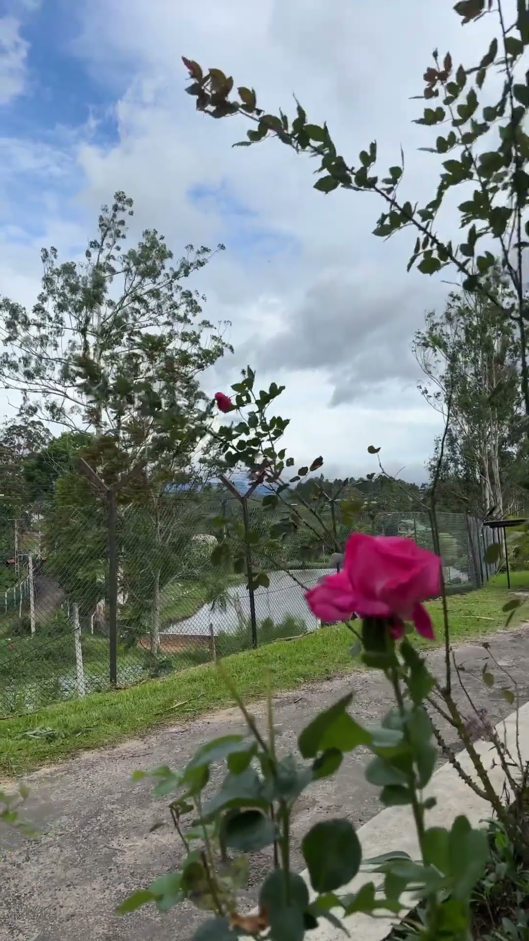 Singing Roses - YouTube