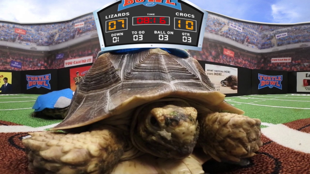 View-Master Presents Turtle Bowl 360 - YouTube