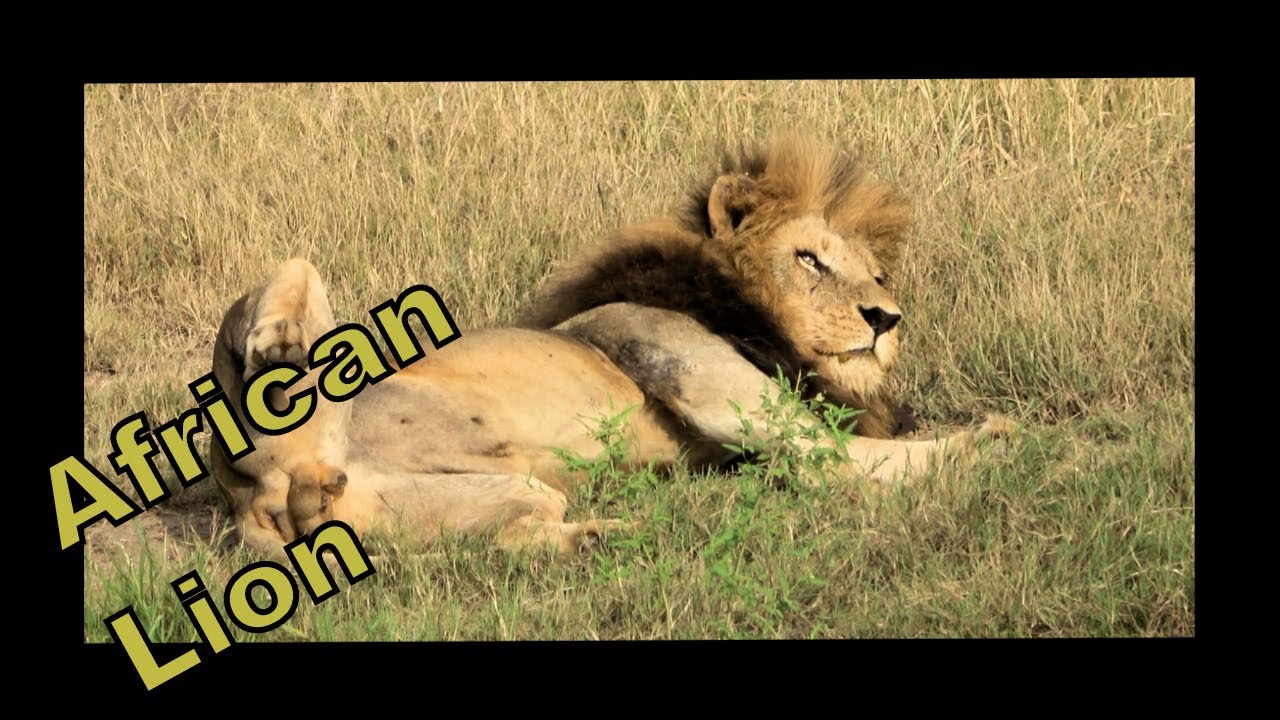 African Lion - Rolling In and Eating Buffalo Dung | ON SAFARI - YouTube