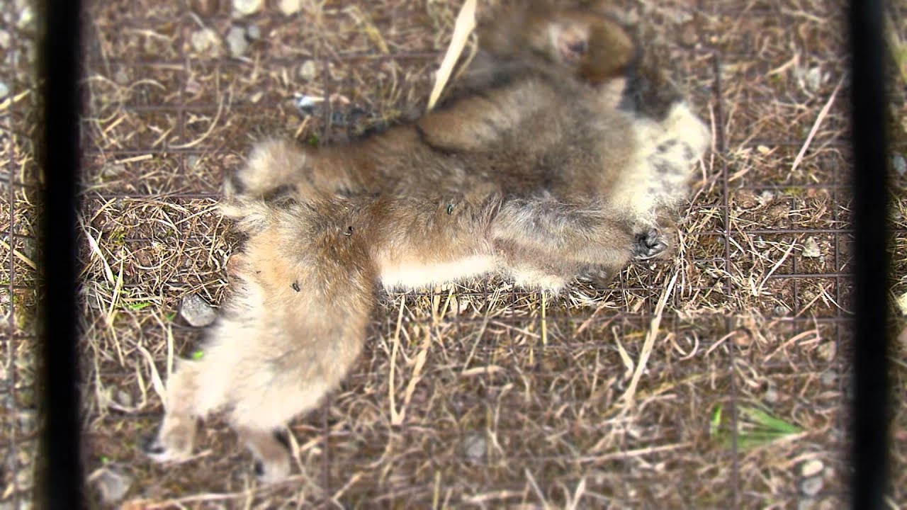 Timelapse of Maggots on a Dead Japanese Macaque #L1 ニホンザル死骸の生物分解【微速度撮影 ...