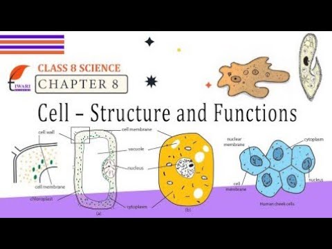 8th, NOTES on Cell Structure and Function - YouTube