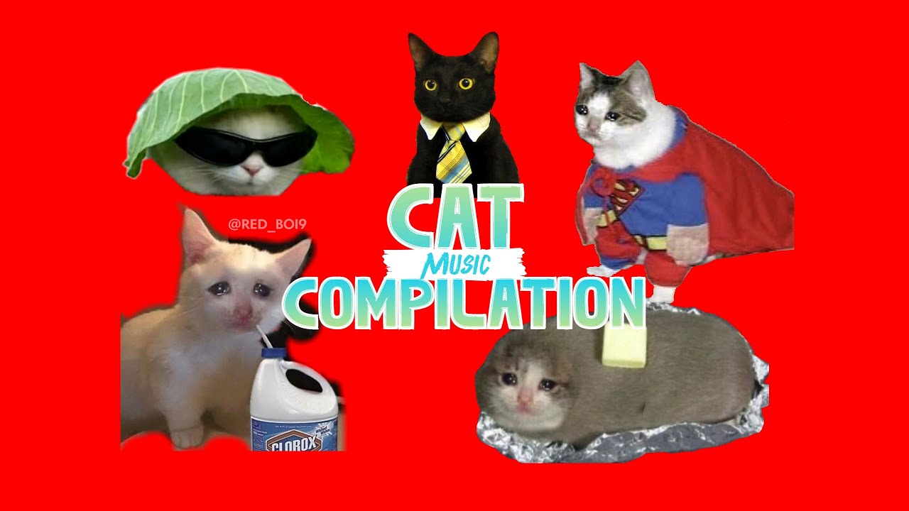 Funny cats Music Videos Compilation | Red Boi #memes #cat - YouTube