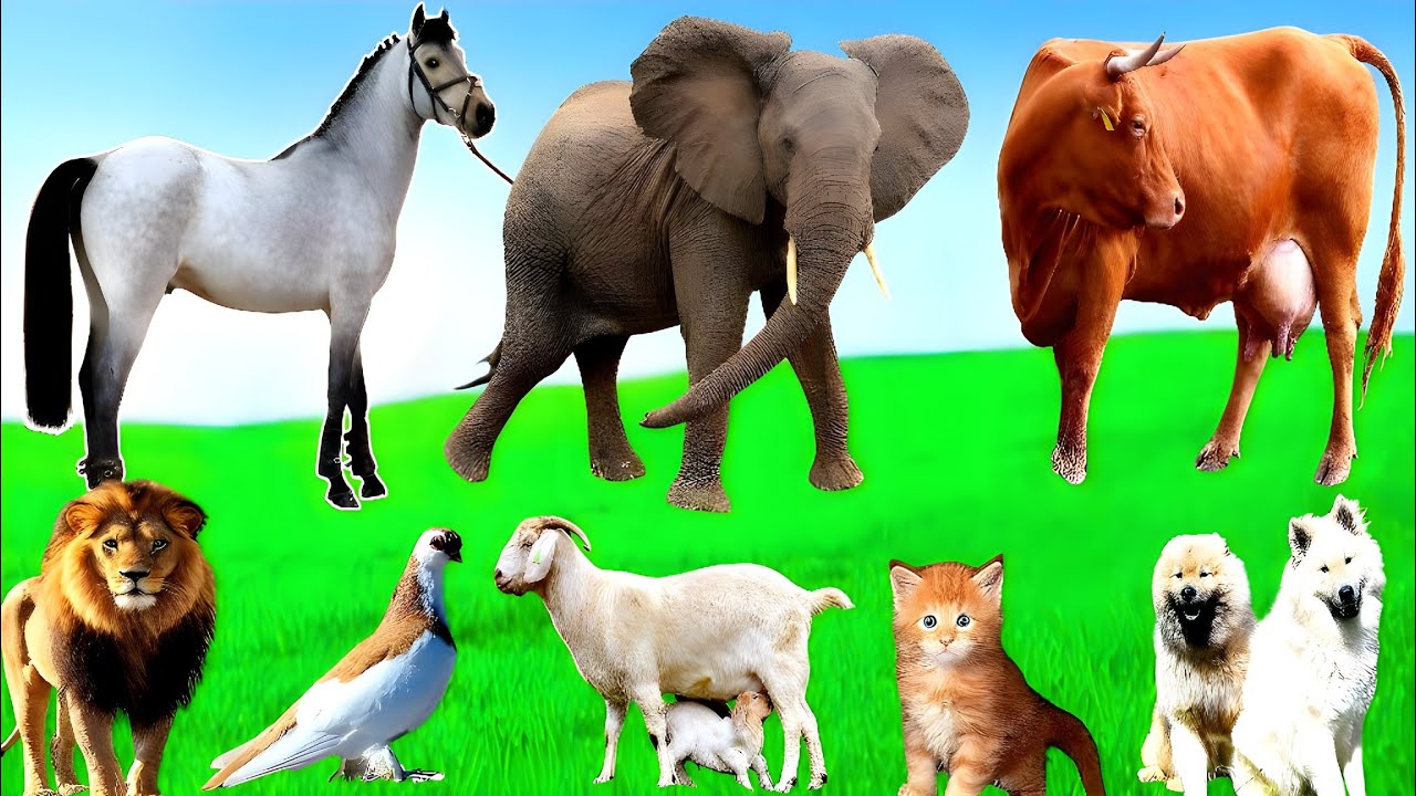 Unbelievable Real Animal & Bird Sounds | Cow, Dog, Parrot, Pig & More ...