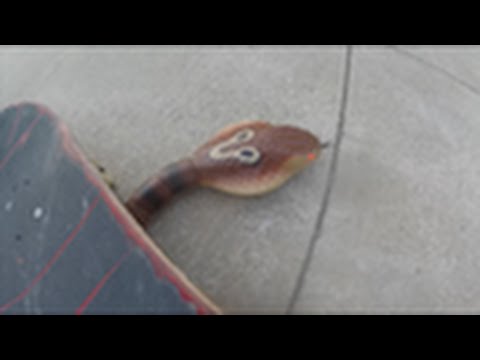 robotic rattler - YouTube