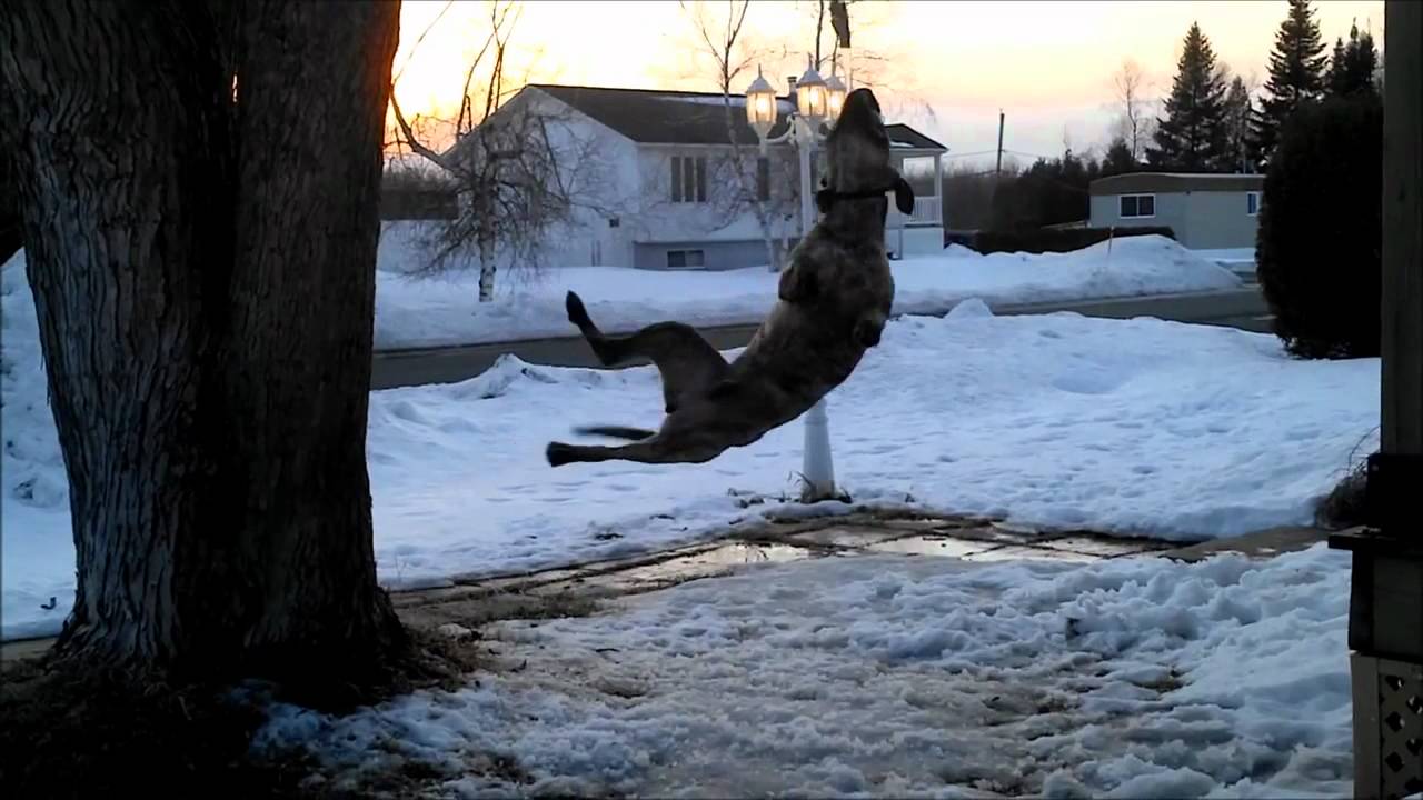 Pit Bull Spring Pole ♥ (Pitbull34-Pitbull TR) - YouTube
