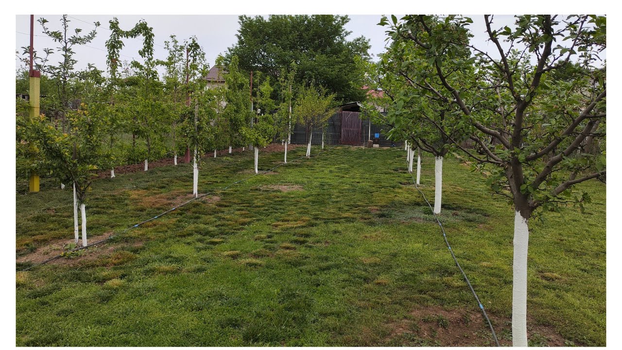 Un sistem foliar excelent la perii pe spalier și am tăiat gazonul in ...