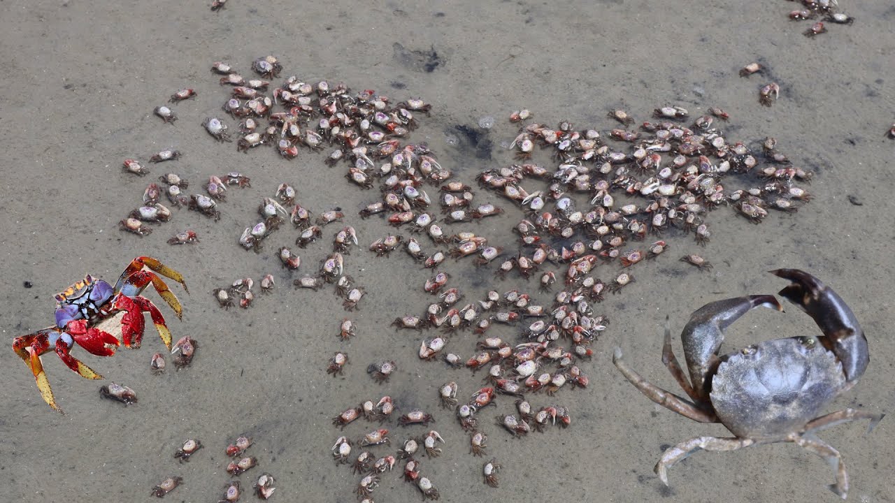 Where is finding Crabs ? when water low tide | founding millions of ...