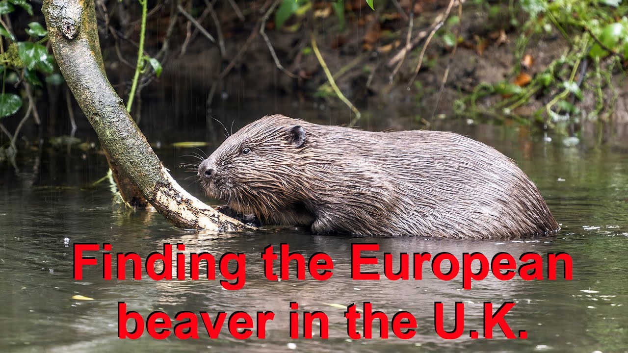 European beaver numbers are growing in the U.K. I try to find and film ...