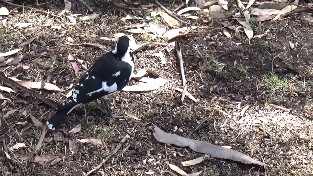 Australian native bird: Pee Wee - YouTube
