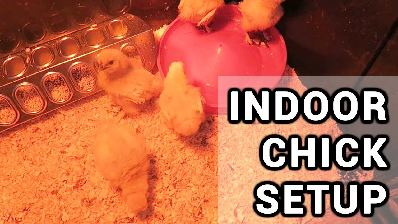 Chicken update 7 day old chicks! - How to Raise Backyard Chickens - YouTube