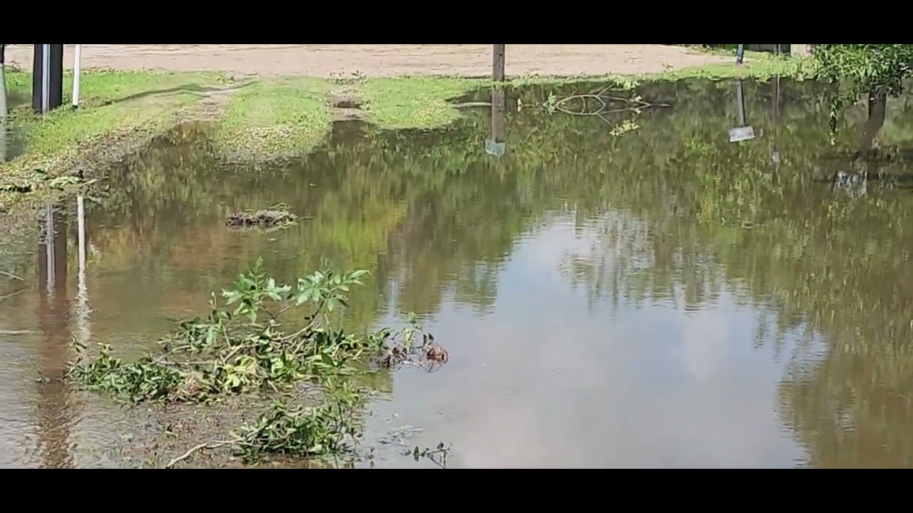 A floating fire ants colony. - YouTube