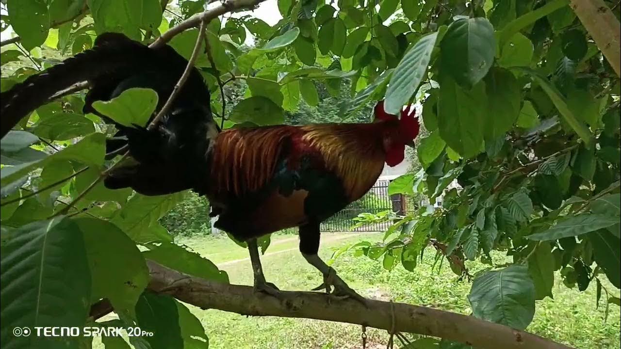 EP74- qaib dib tuaj zoo - YouTube