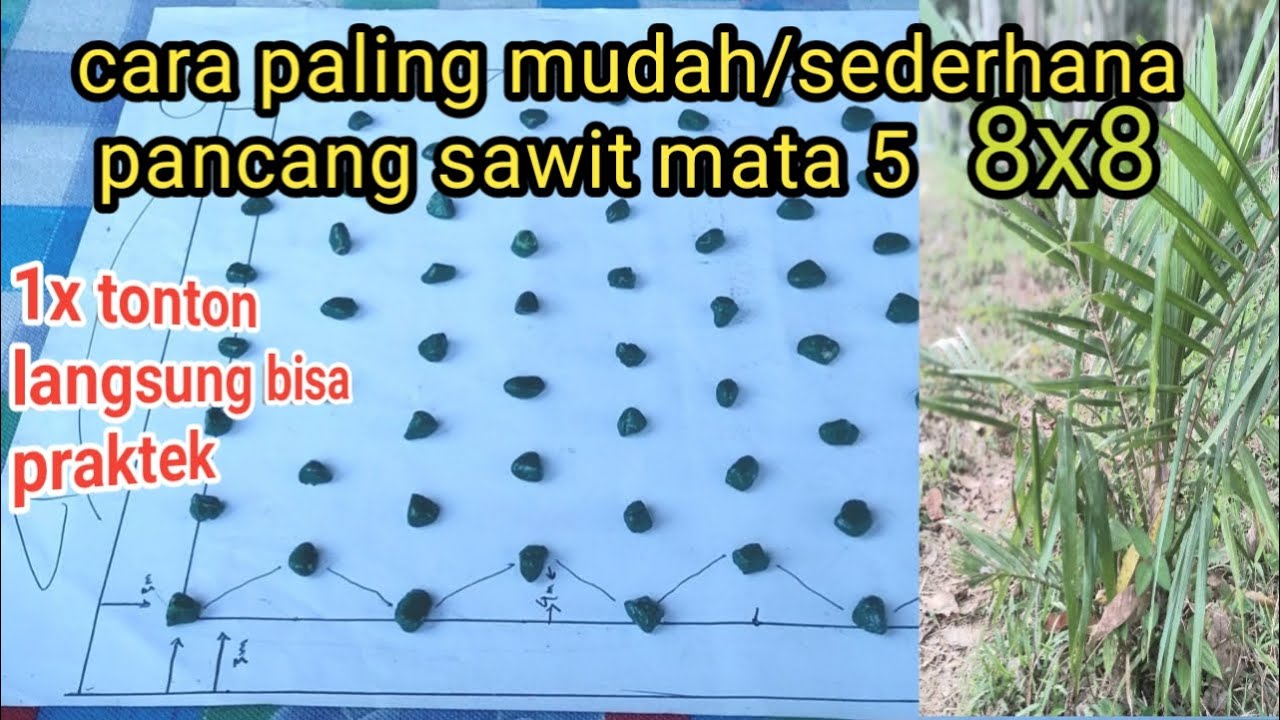 Pancang Sawit Mata 5: Solusi Terbaik Untuk Meningkatkan Produksi Kelapa ...