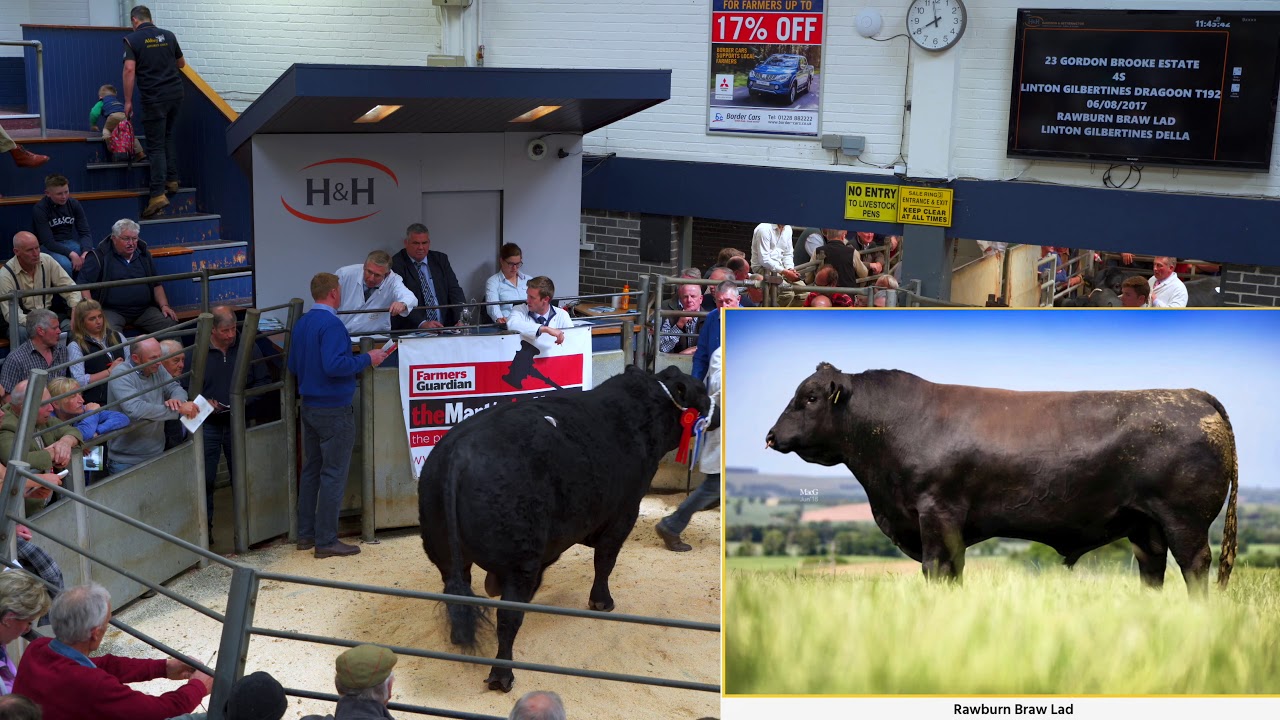 H & H Aberdeen Angus Bull Sale.Retties Earl & Linton Gilbertines ...
