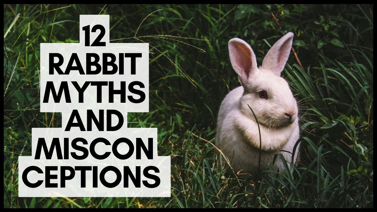12 Rabbit Myths And Misconceptions You Need To Stop Believing Now ...