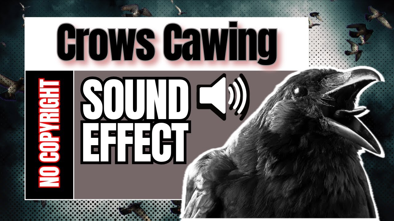 Free Crow Sound Effects for Download: Perfect for Videos & Projects ...