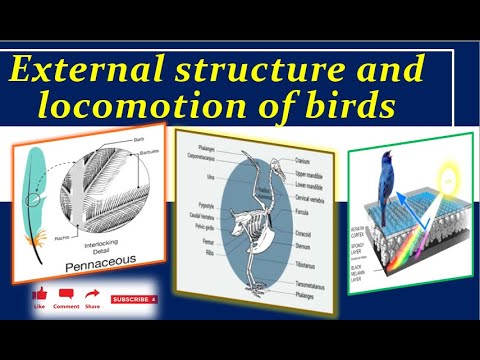 EXTERNAL STRUCTURE AND LOCOMOTION OF BIRDS| Zoological Insight with ...