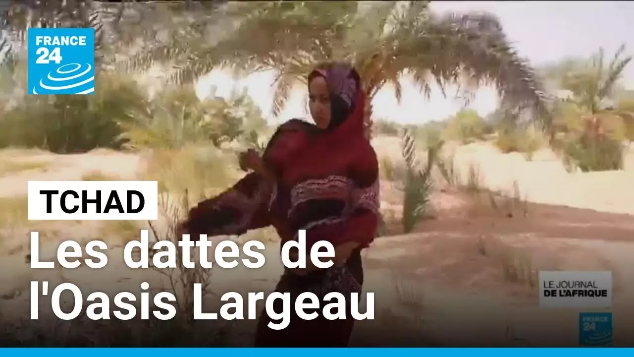 Tchad : les dattes de l'Oasis Largeau, une tradition tchadiano‑libyenne ...