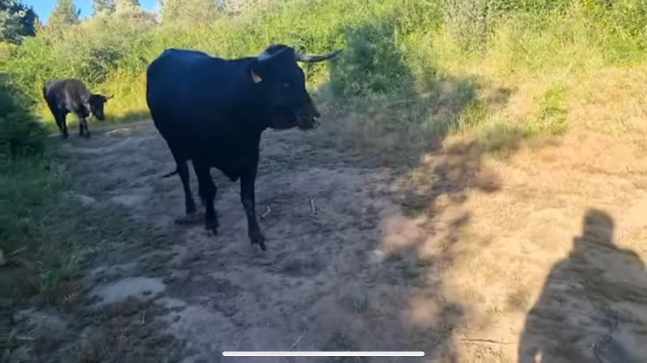 Autóctonos mirar Cara Guapa que vaca más mansita. - YouTube