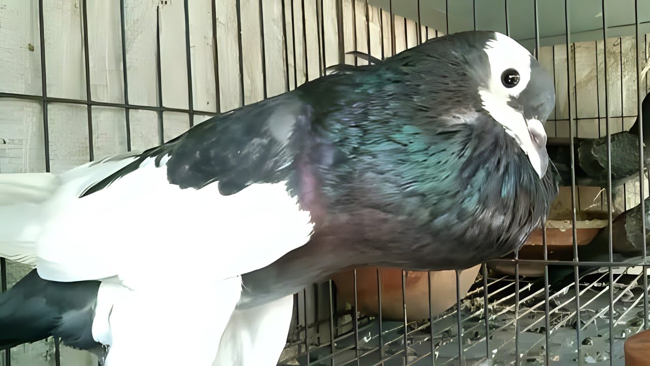 কবুতর পালন করা মজার এবং লাভজনক কাজ, kobutor, bird - YouTube