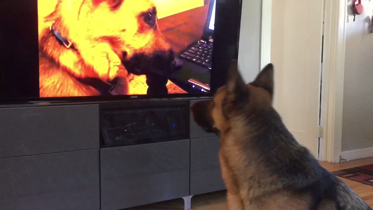 German Shepherd watches German Shepherd watching German Shepherd- all ...