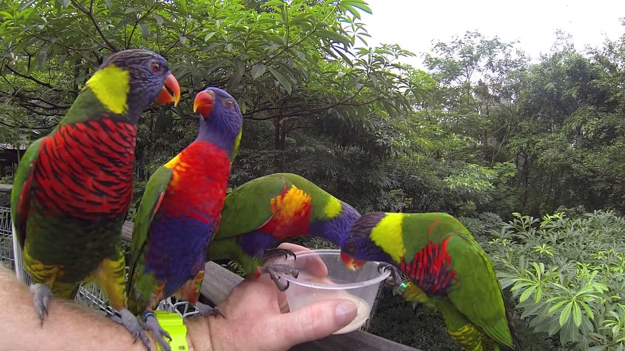 The Lory Loft at Jurong Birdpark - YouTube