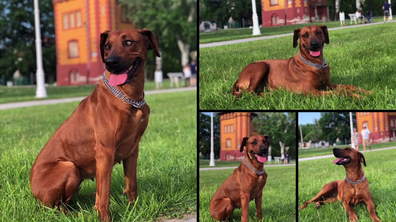 Rodezijski ridzbek štenci Srbija - YouTube