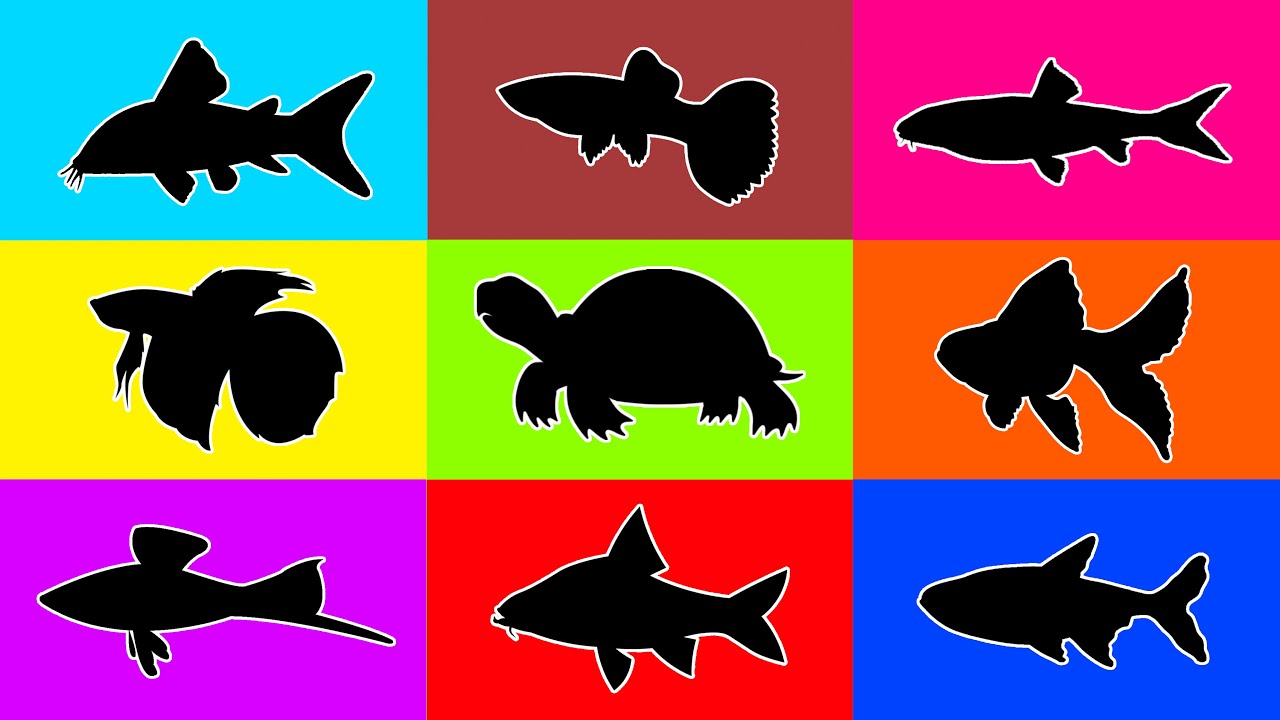 Fish: Guppy, Gold Fish, Corydoras, Tinfoil Barb, Swordtail Fish ...