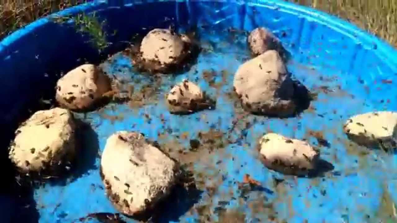 Thirsty Bees! - YouTube