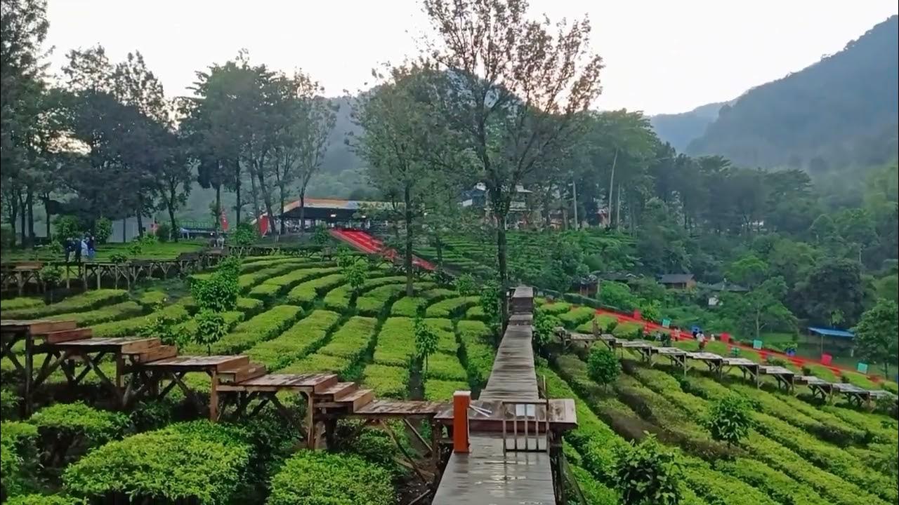 Keindahan kebun teh Puncak gunung mas Bogor 🌼 - YouTube