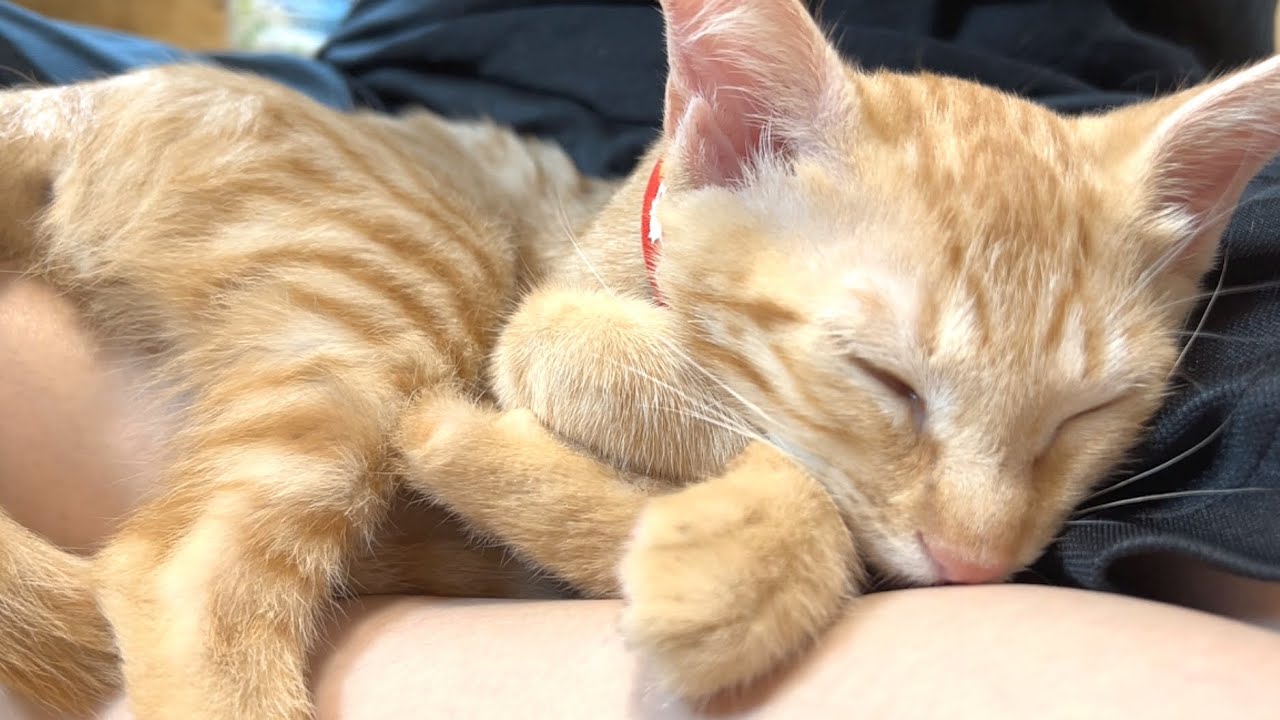 Twin Kitten Al is Very Pampered! [Cat VLOG] - YouTube