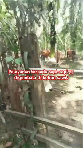 Pemeriksaan sapi digembala dikebun sawit #siska #riau - YouTube