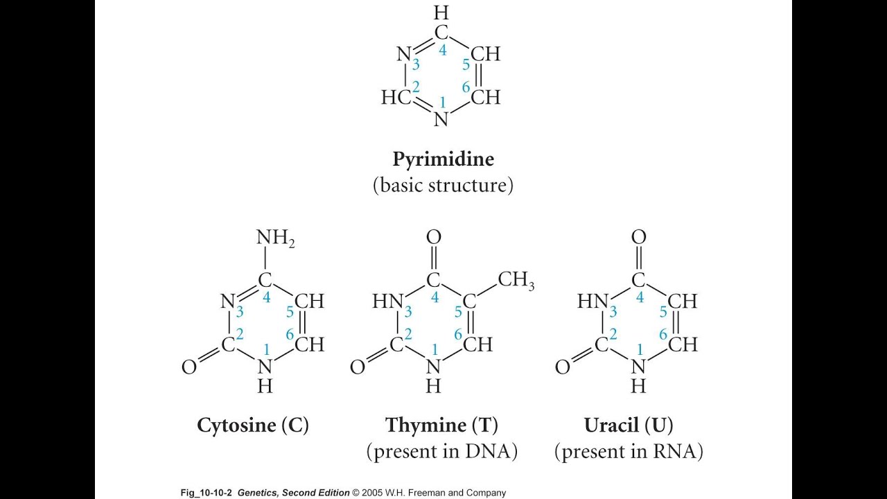Pyrimidine Bases Found in Nucleic Acids; Definition, Types Cytosine ...