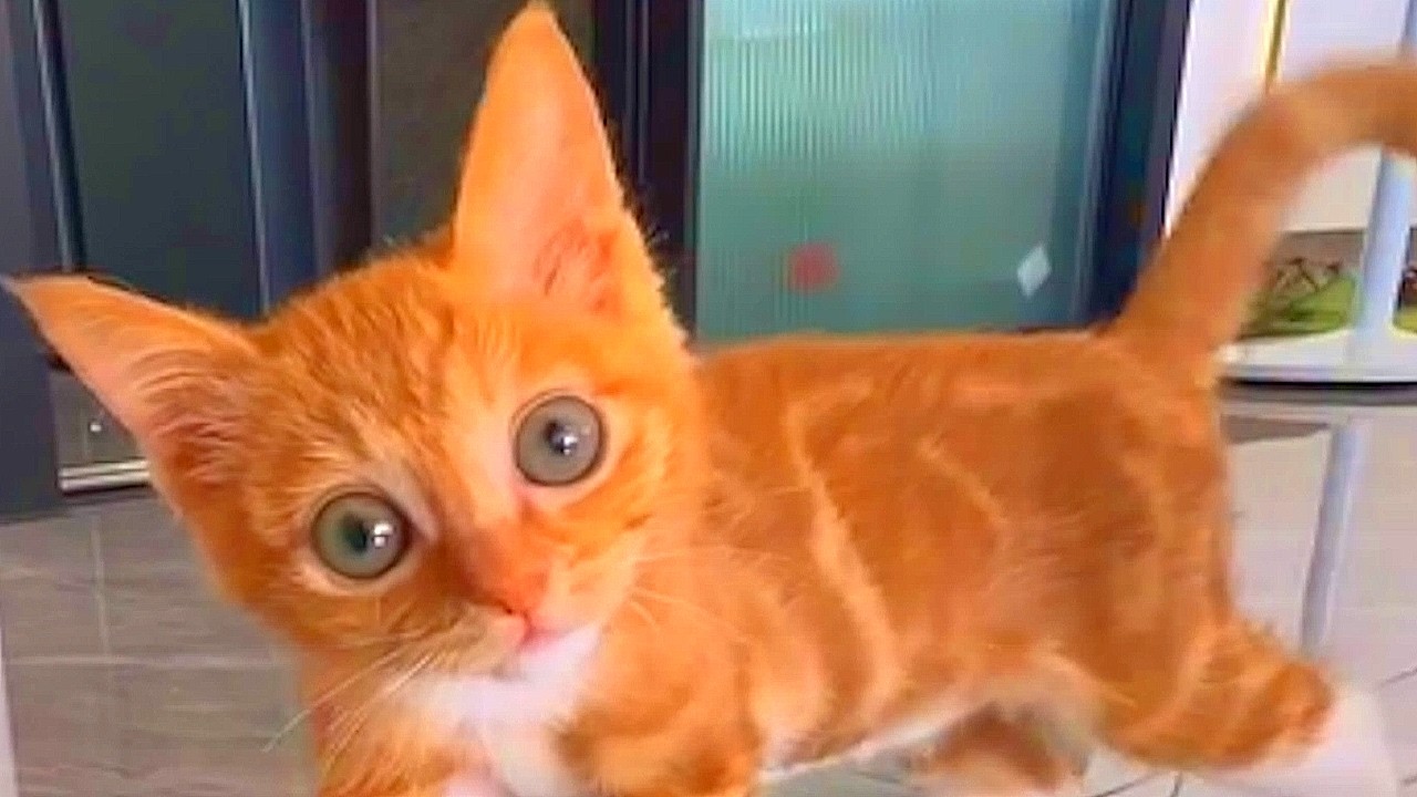 Cats out of control - YouTube