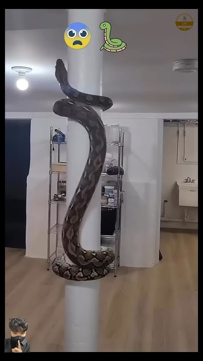 King Python 🐍 climbs house pillars #cothebanchuabiet #animals #python ...