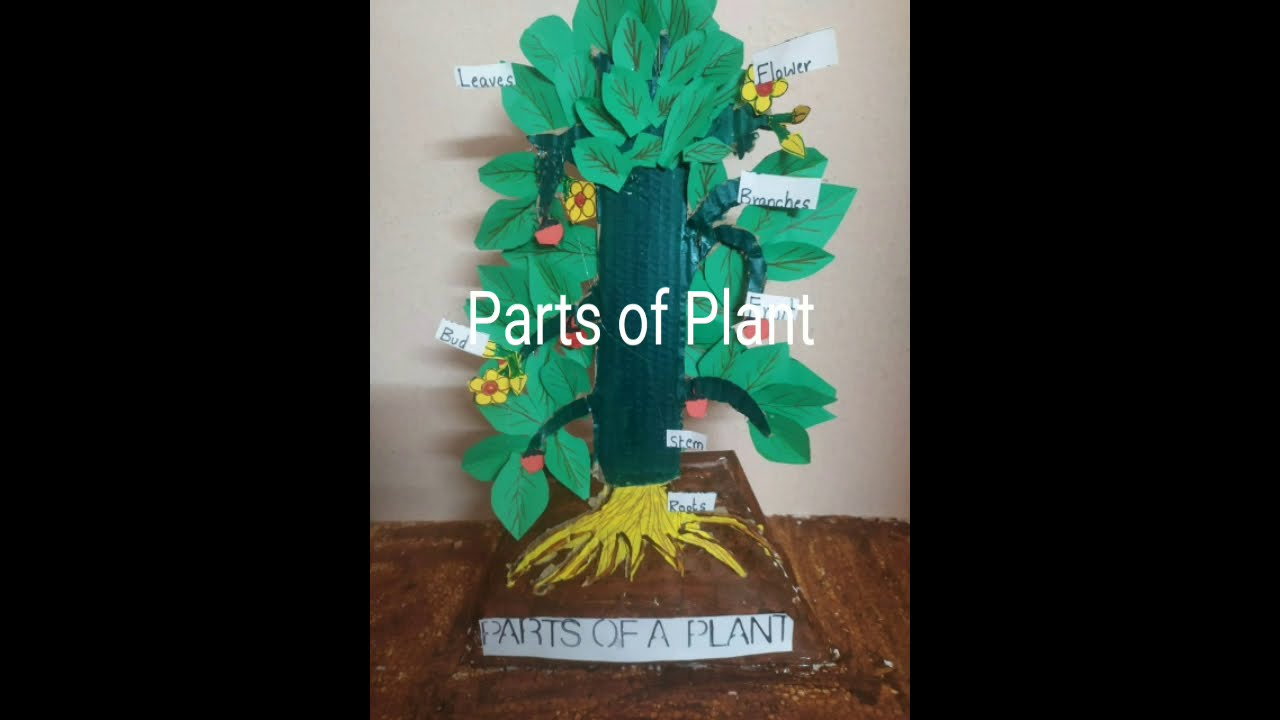science spectrum on parts of plant/#/ science project on parts of plant ...
