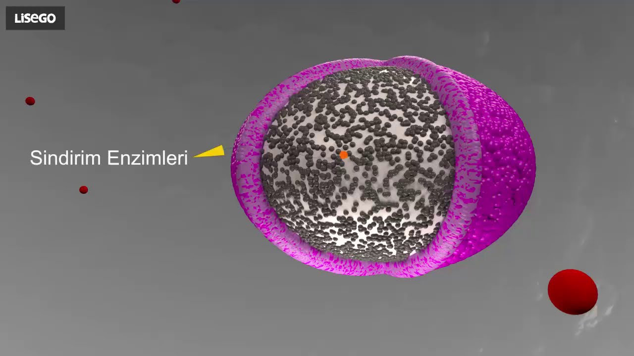 6 Lizozom - YouTube