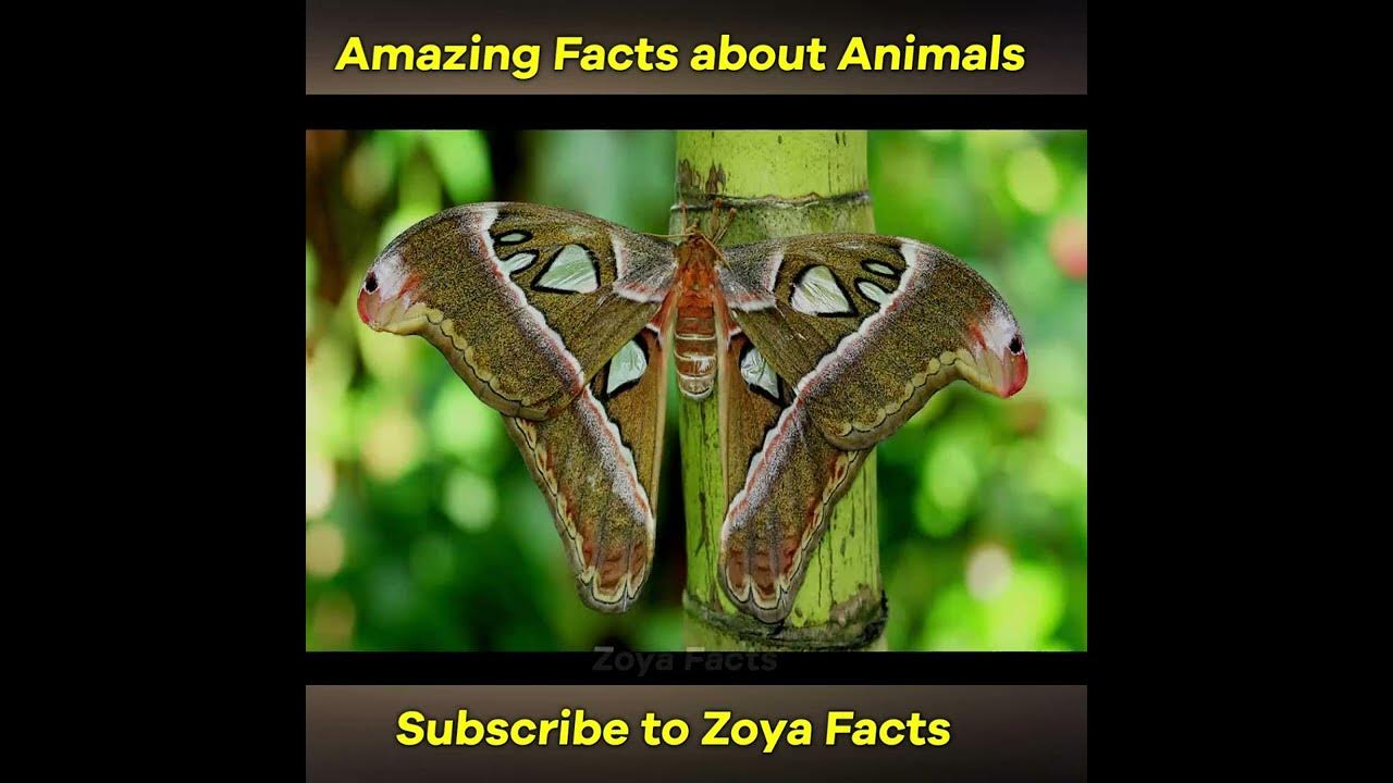 Top Amazing Facts About Animals In Hindi Facts In Hindi Virals top-amazing-facts-about-animals-in-hindi-facts-in-hindi-virals