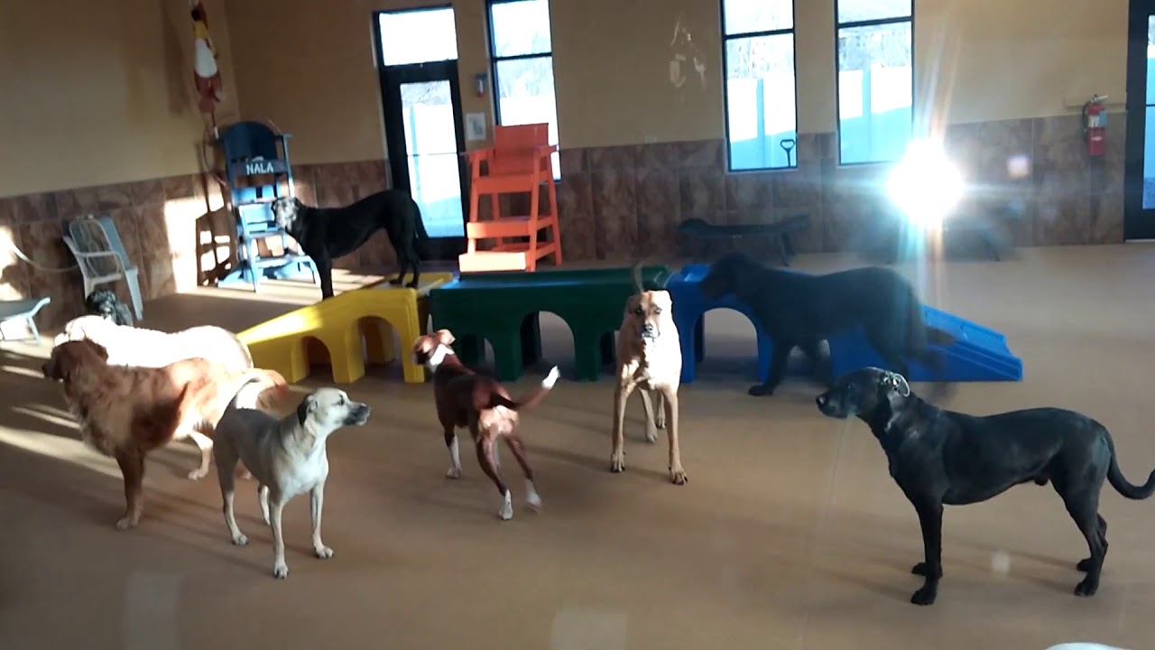 Recess at Pawsitively Heaven Pet Resort - YouTube
