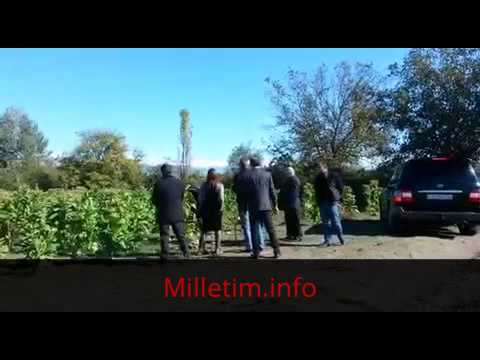 Balakən - tütün zəmisi