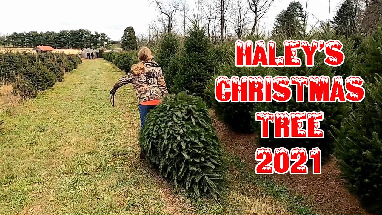 Haley Cuts Down A Christmas Tree! The Tom & Haley Show S1:E19 - YouTube