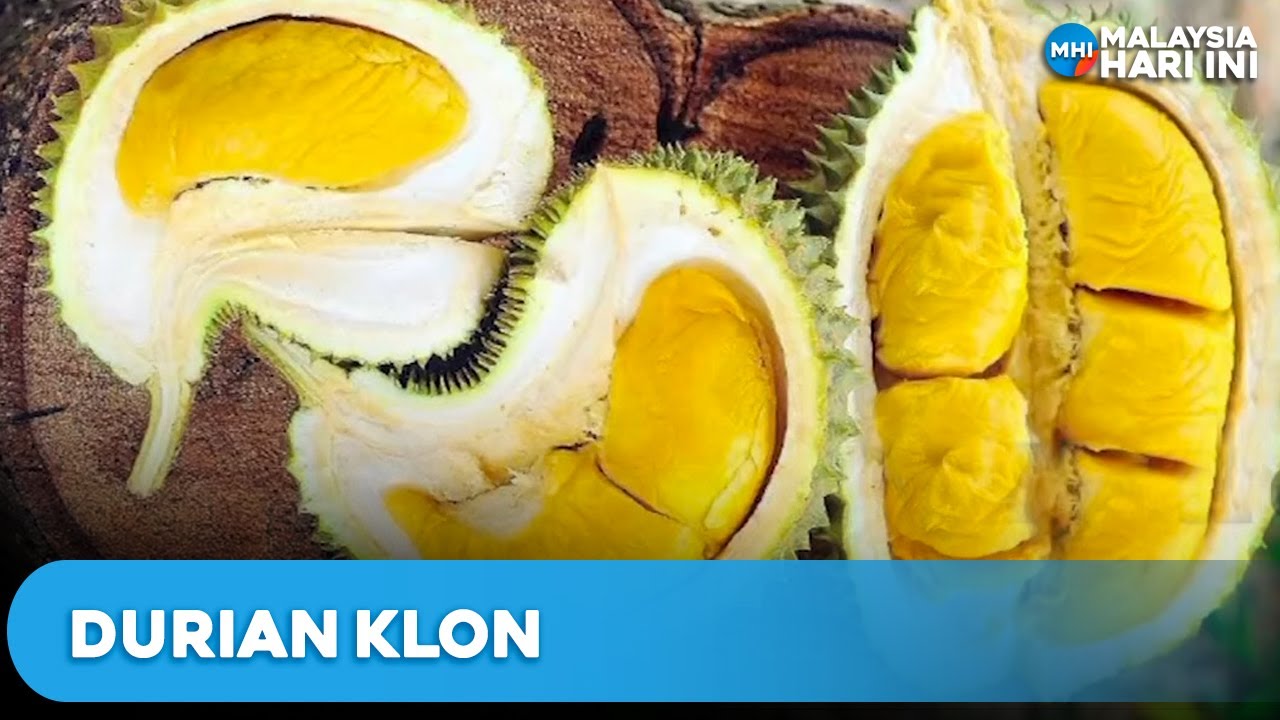 Durian Klon | MHI (11 Ogos 2023) - YouTube