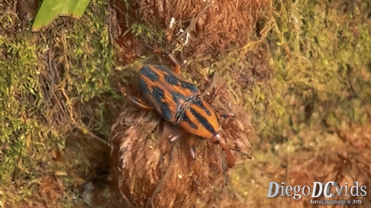 Metamasius Hemipterus Weevil (Dryophthorinae - Rhynchophorini) - YouTube