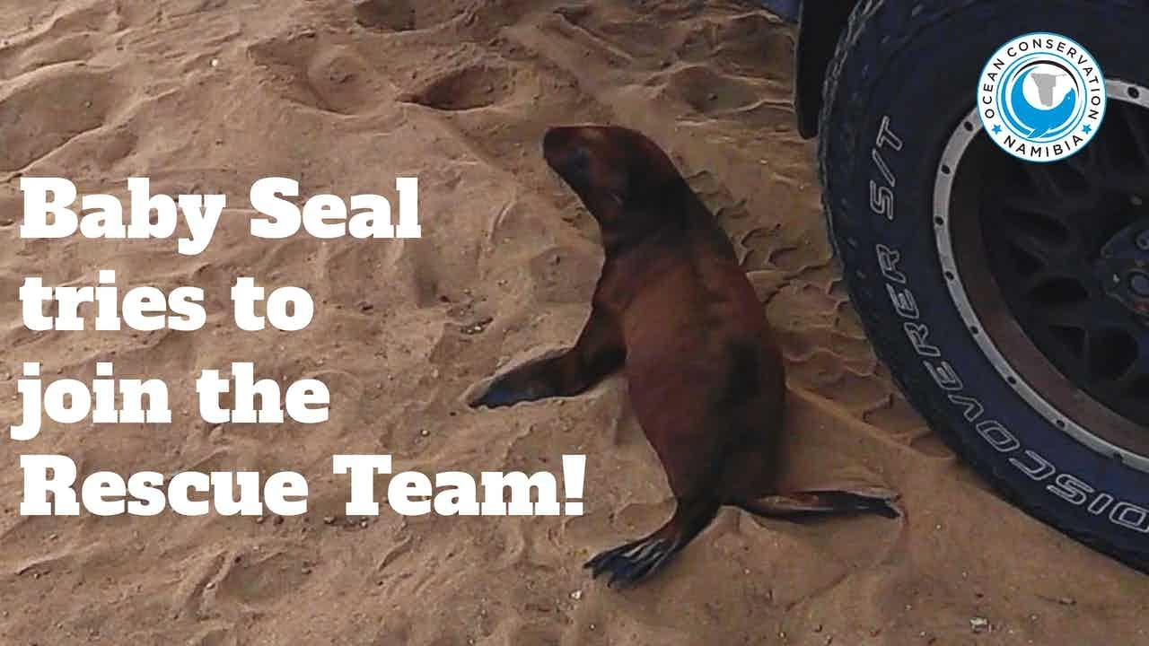 Seal tries to join the Rescue Team! - YouTube