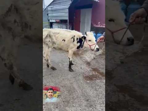 Cow Farming for milk Beautiful Cow for Agriculture in Punjab #ytshorts #farm #cow #milk #foryou